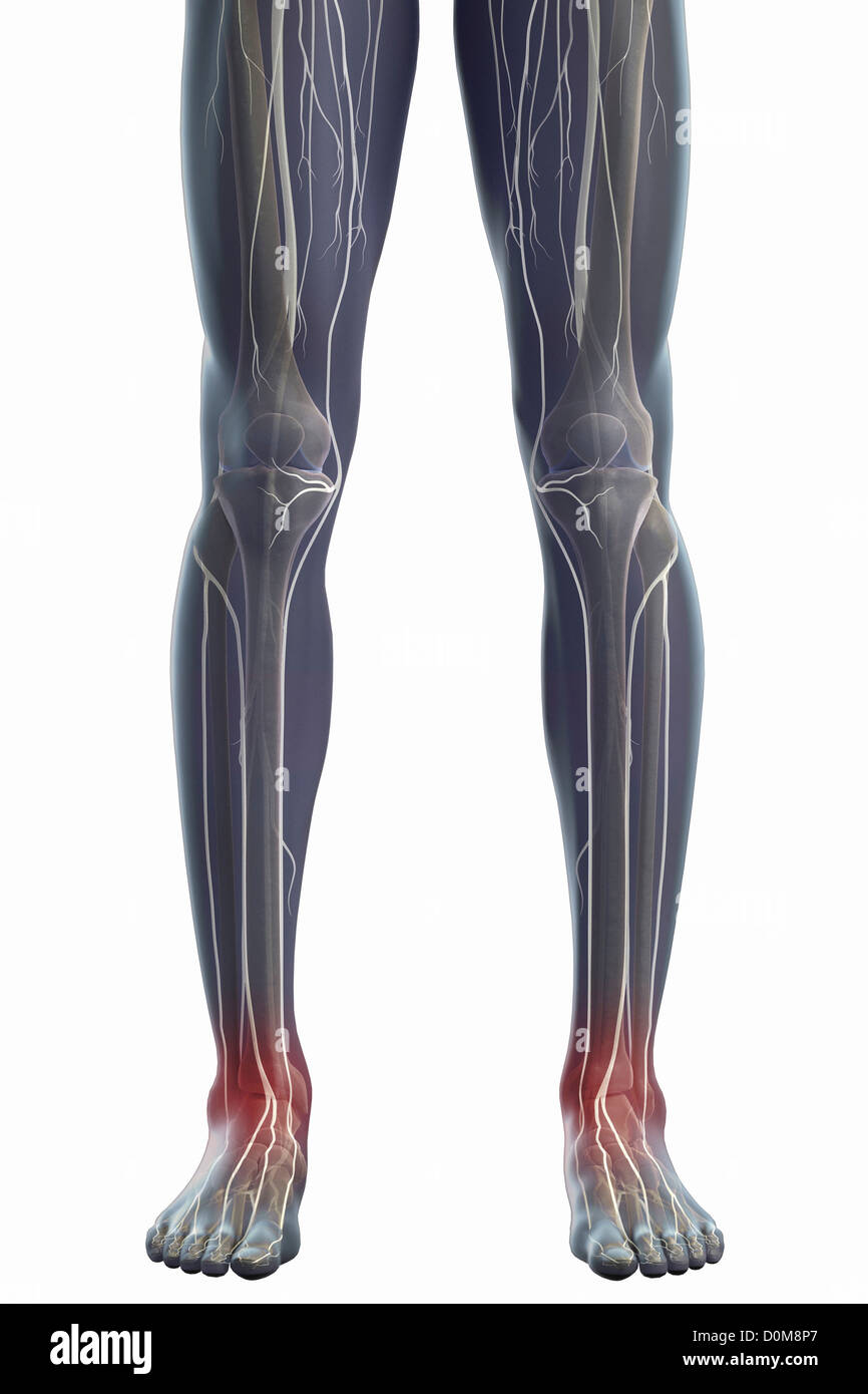 Human Leg Front View Human Leg | Psychology Wiki | Fandom