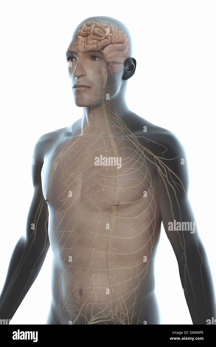 Three-quarter view of the male trunk with the nervous system and brain ...