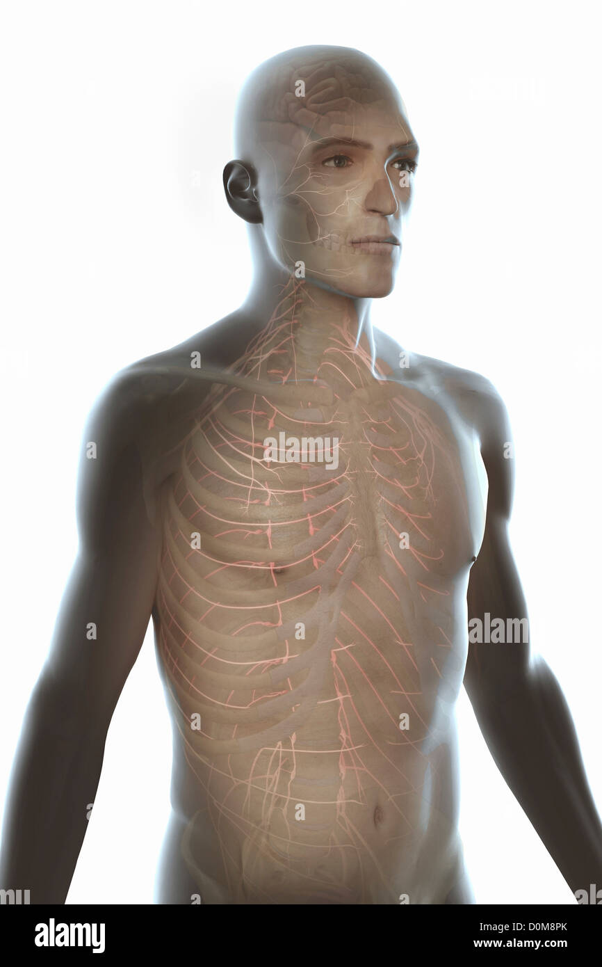 Three-quarter view of the male trunk with the nervous system and brain ...