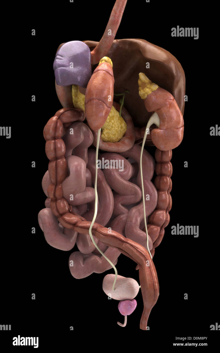 Rear view of the organs of the digestive system and kidneys Stock Photo ...