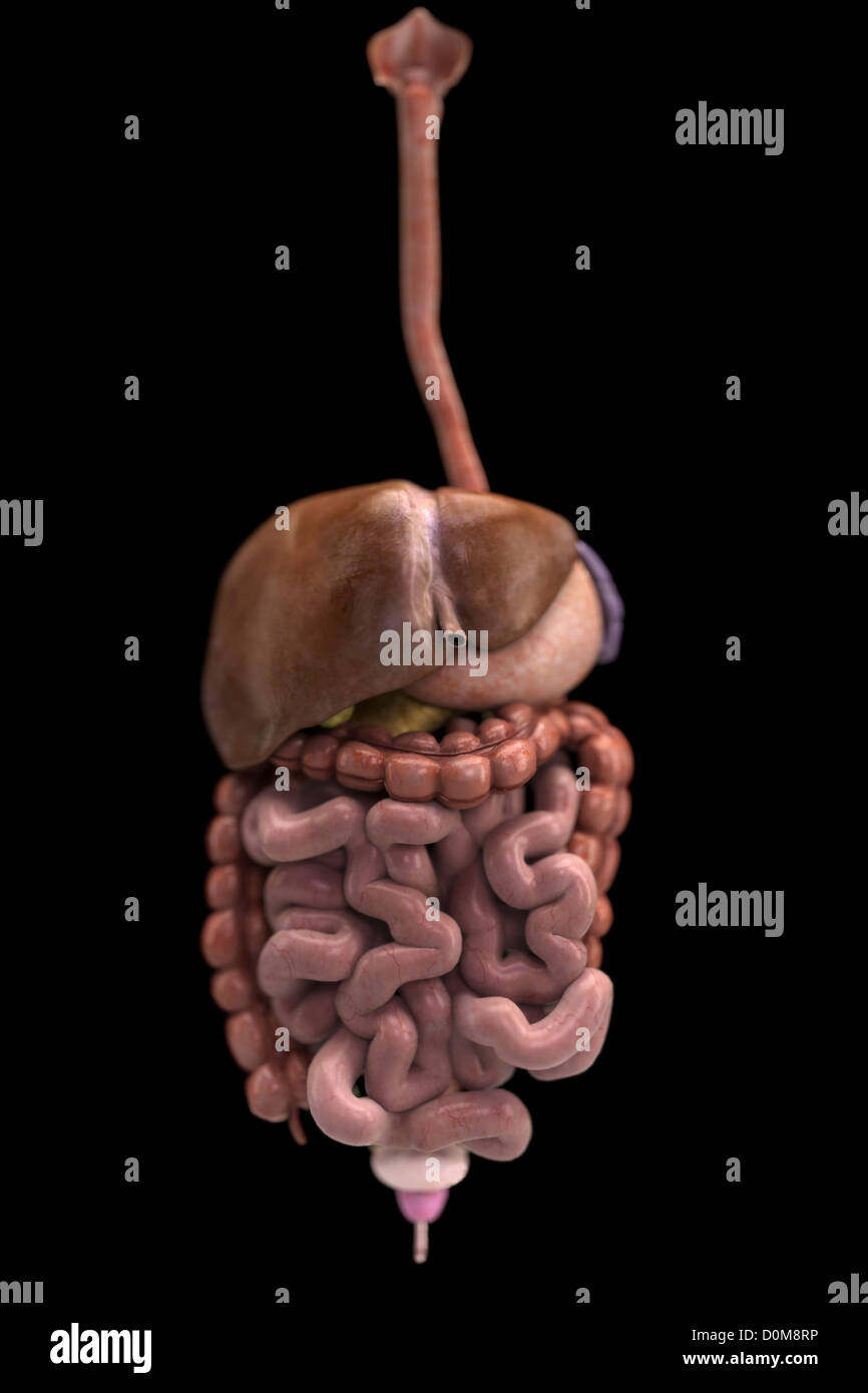 Front view of the organs of the digestive system Stock Photo - Alamy