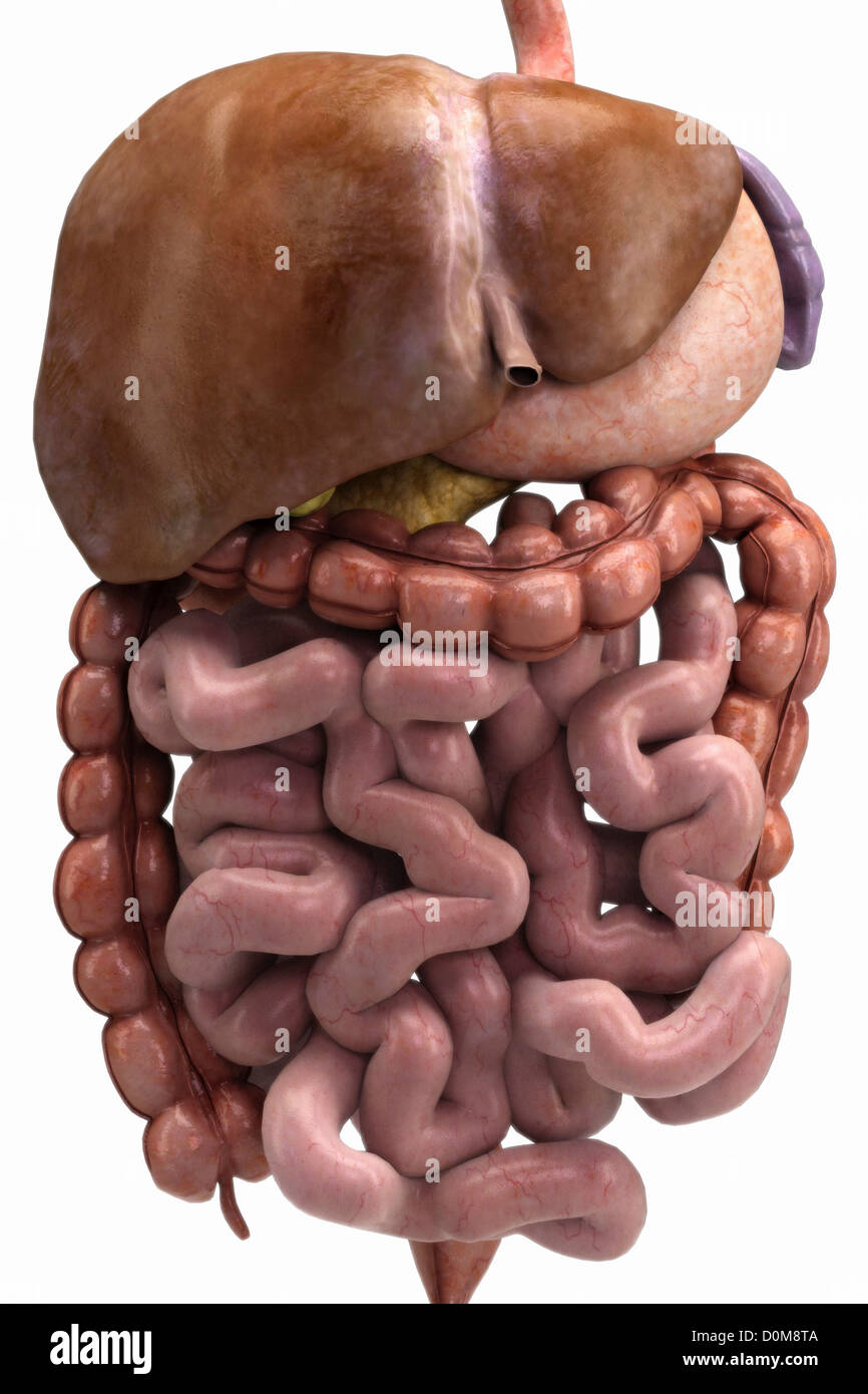 Organs Of The Digestive System High Resolution Stock Photography and ...