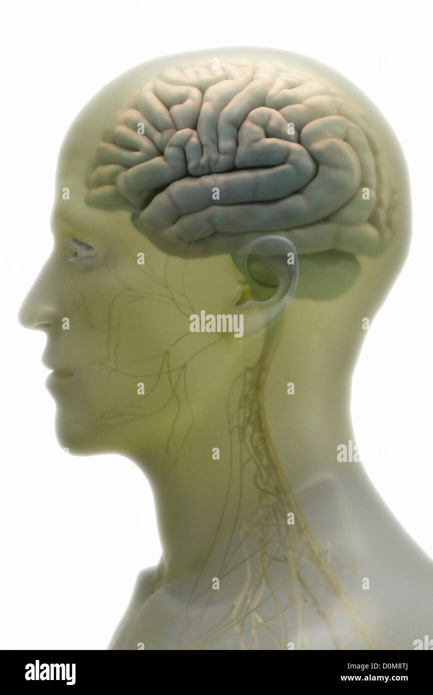 Brain Nerves Side View