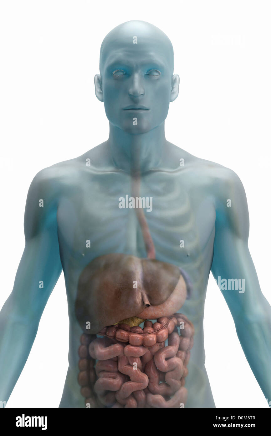 Stylized front view of the digestive system with the human body (male ...