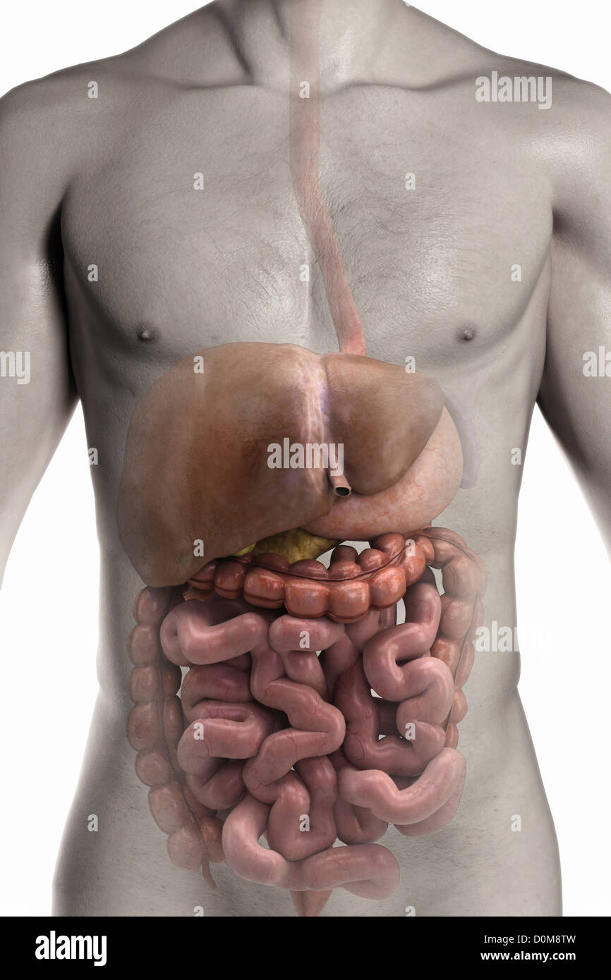 Front view of the organs of the digestive system Stock Photo - Alamy