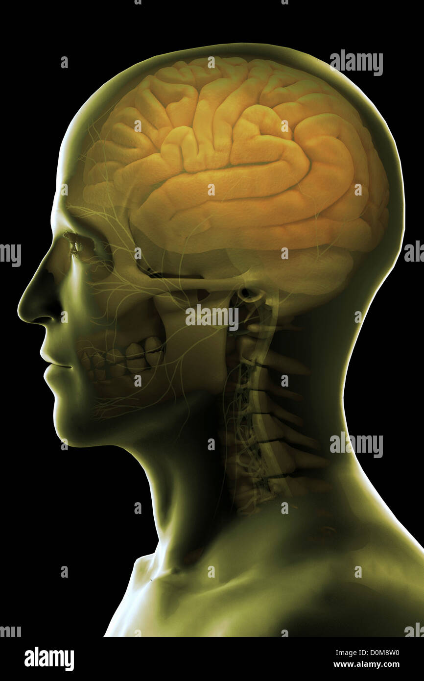 The head, brain, bones and surrounding nerves viewed from the side ...