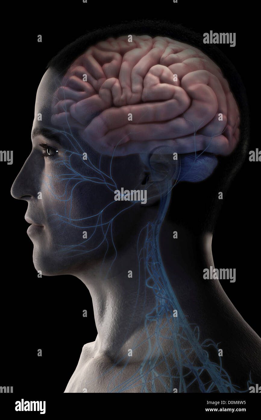 Stylized side view of the brain within a male head Stock Photo - Alamy