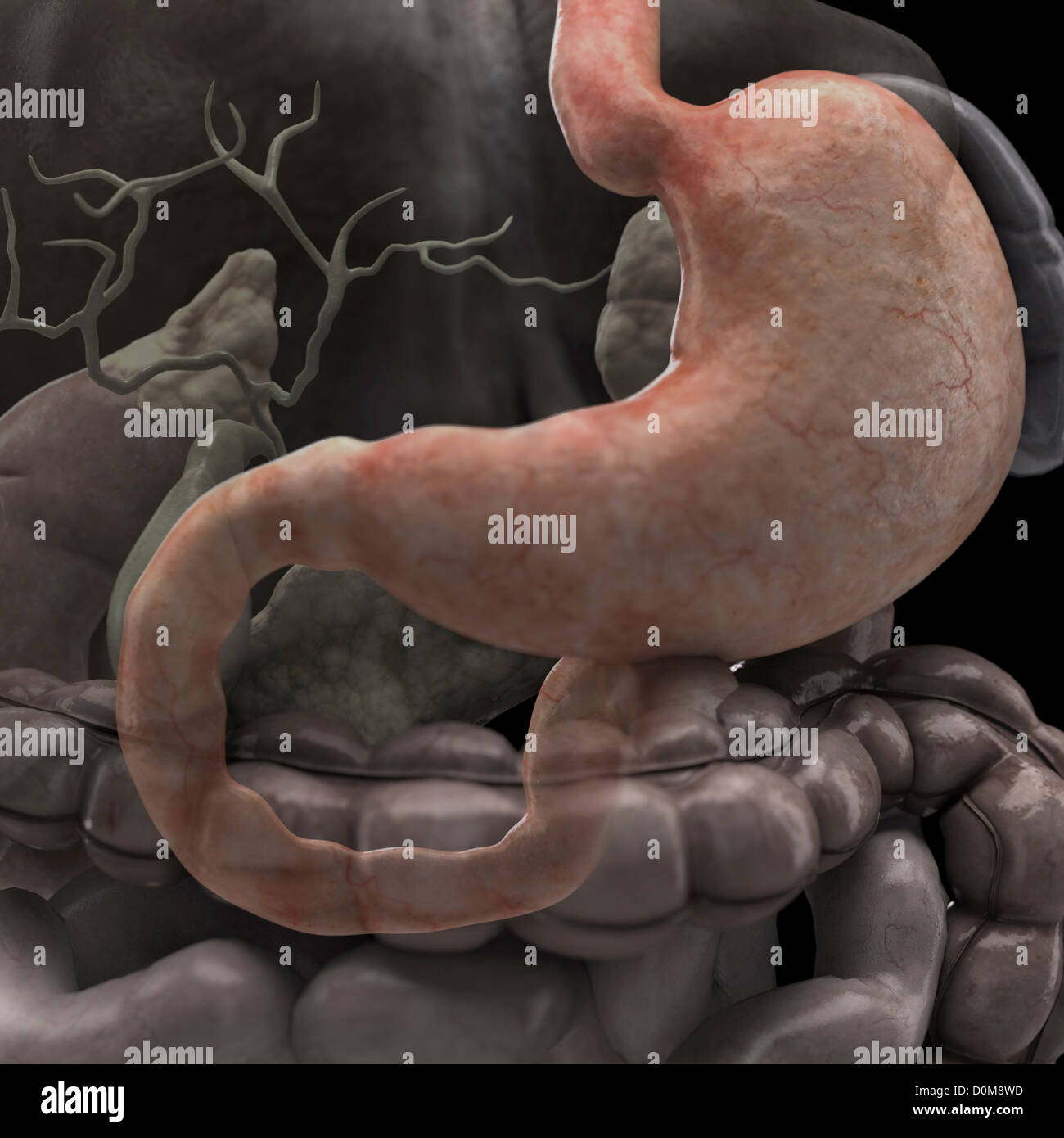 Front view of the stomach along with other organs of the digestive ...