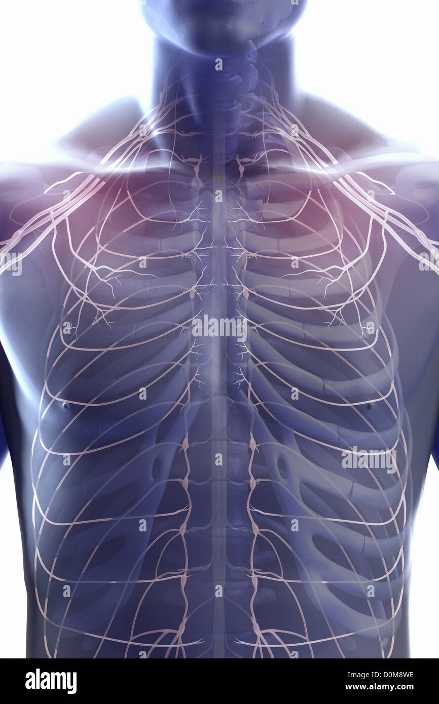 Front view of the nerves and bones of the thorax Stock Photo - Alamy