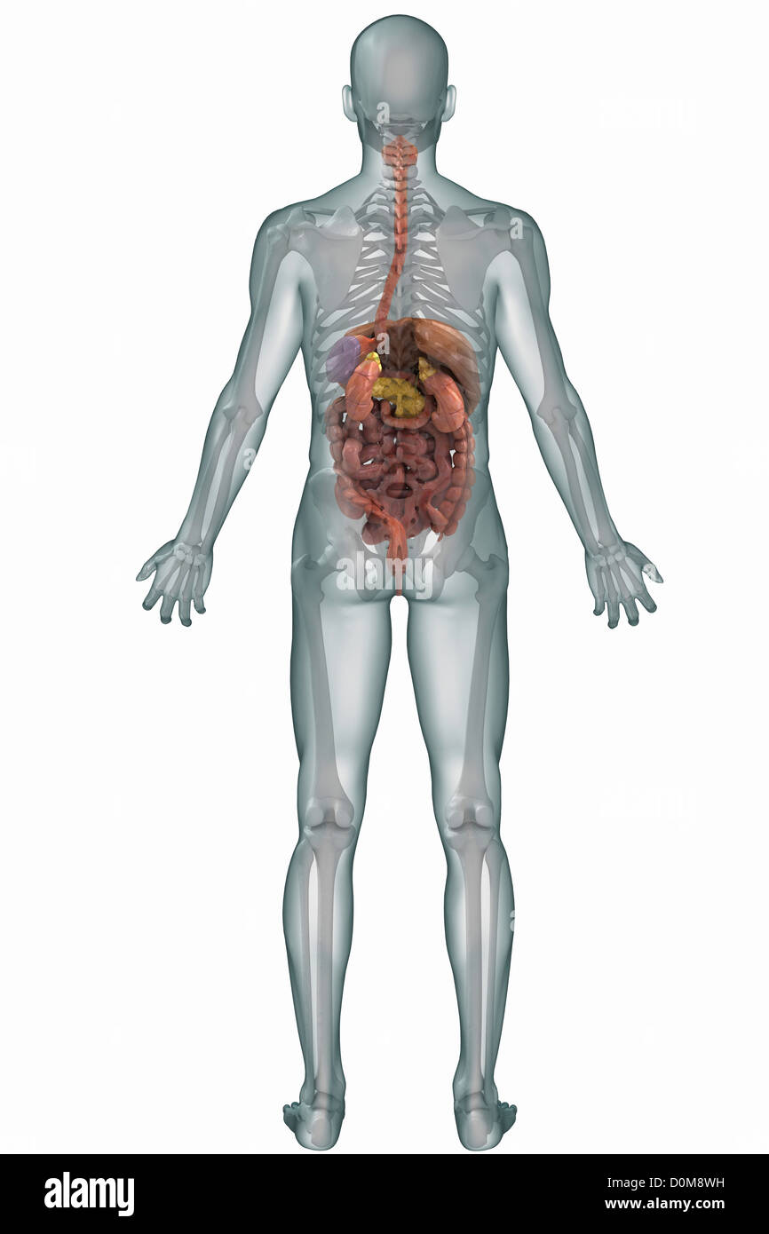 Rear view of the full body with the digestive system and skeleton Stock ...