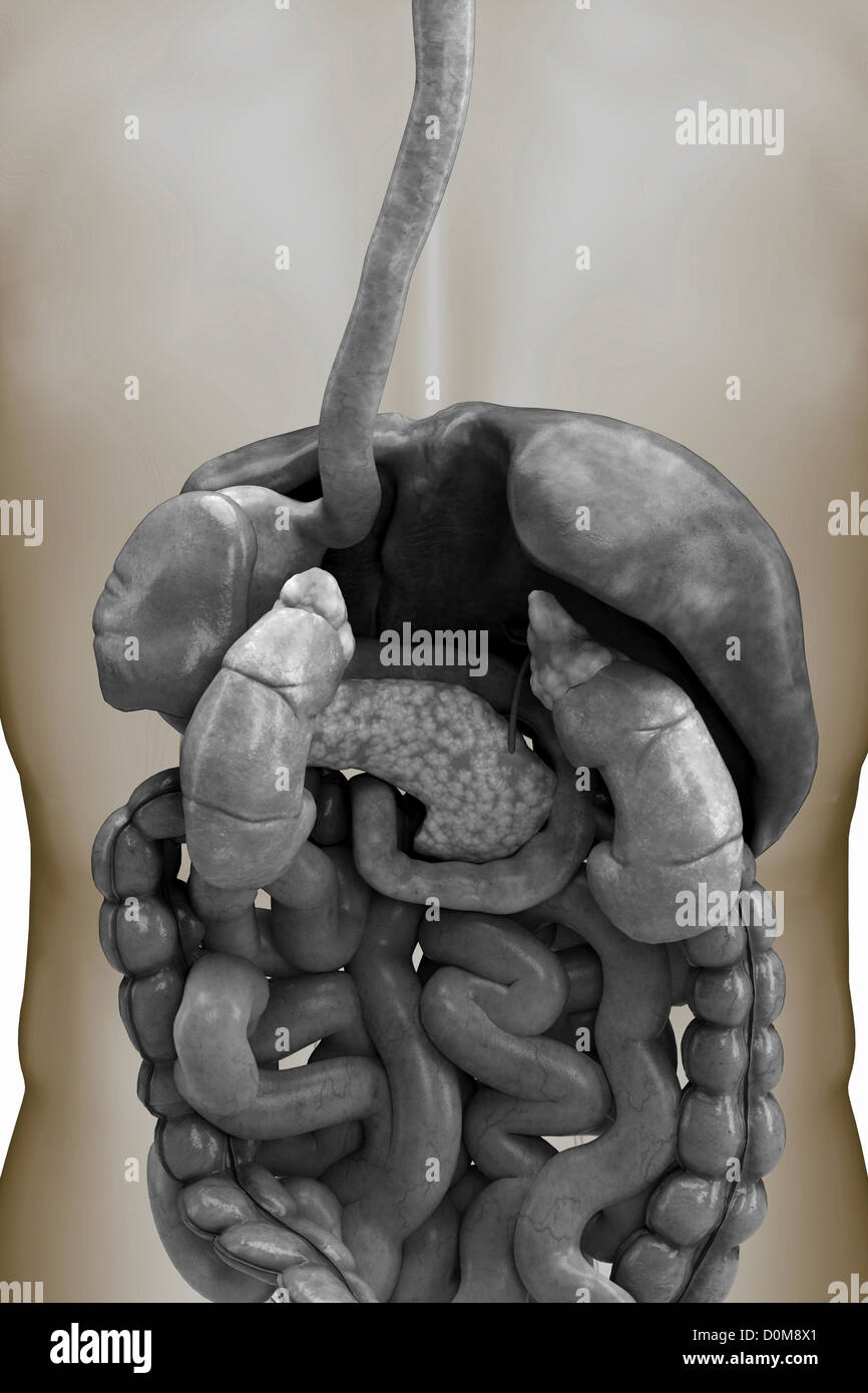 Rear view of the organs of the digestive system and kidneys Stock Photo ...
