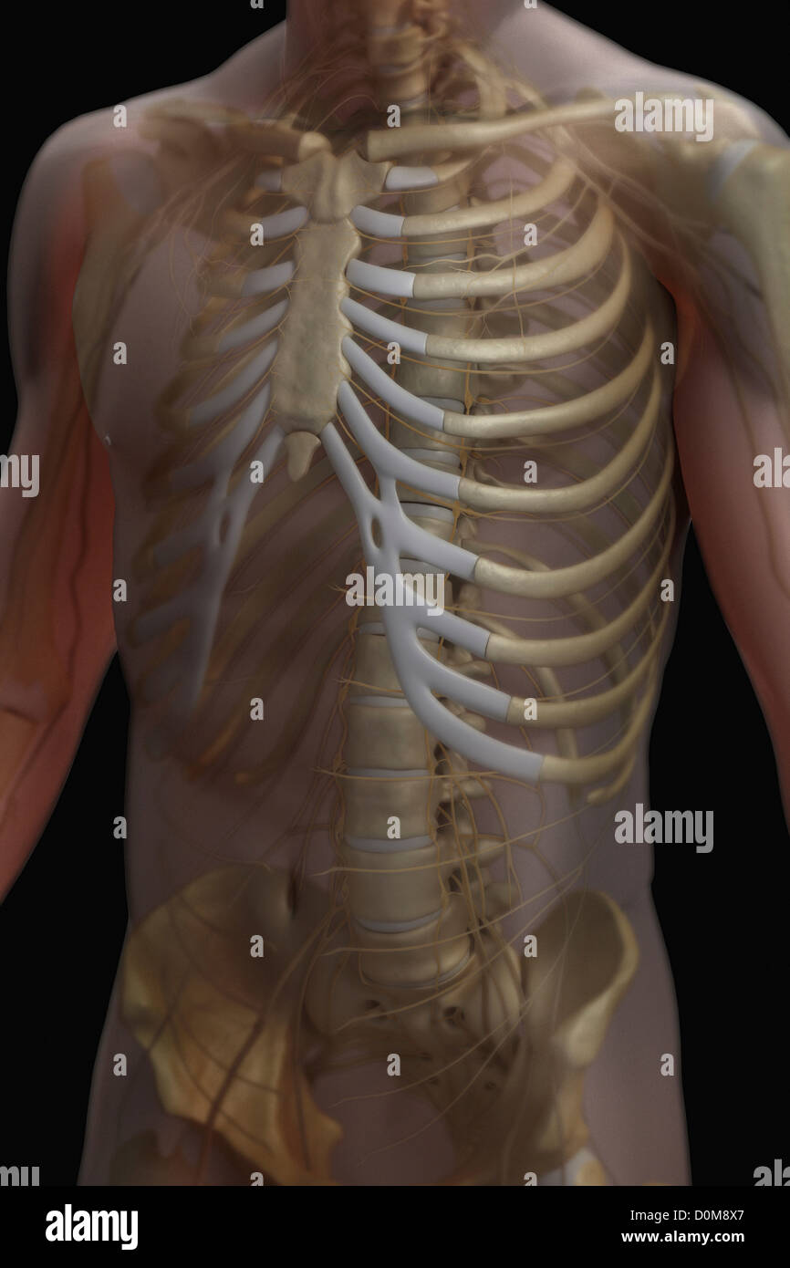 Stylized three-quarter view of the bones and nerves of the upper body ...