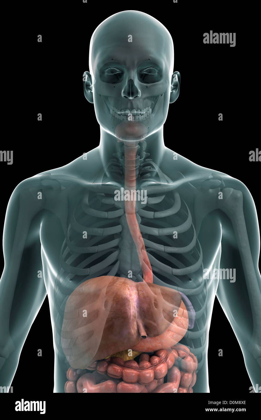 Stylized front view of the digestive system and bones of the upper body ...