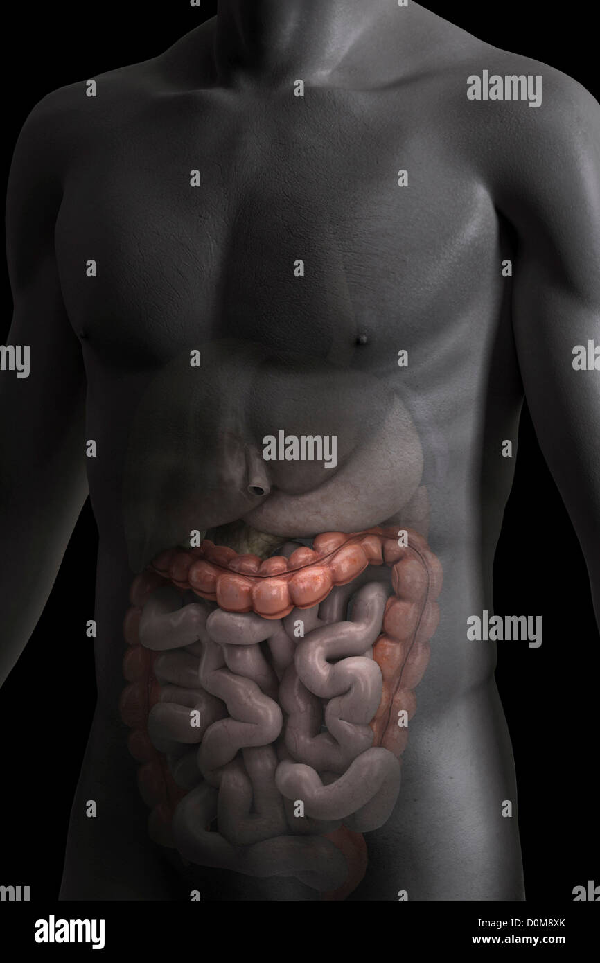 Front view of the large intestine within a male figure Stock Photo - Alamy