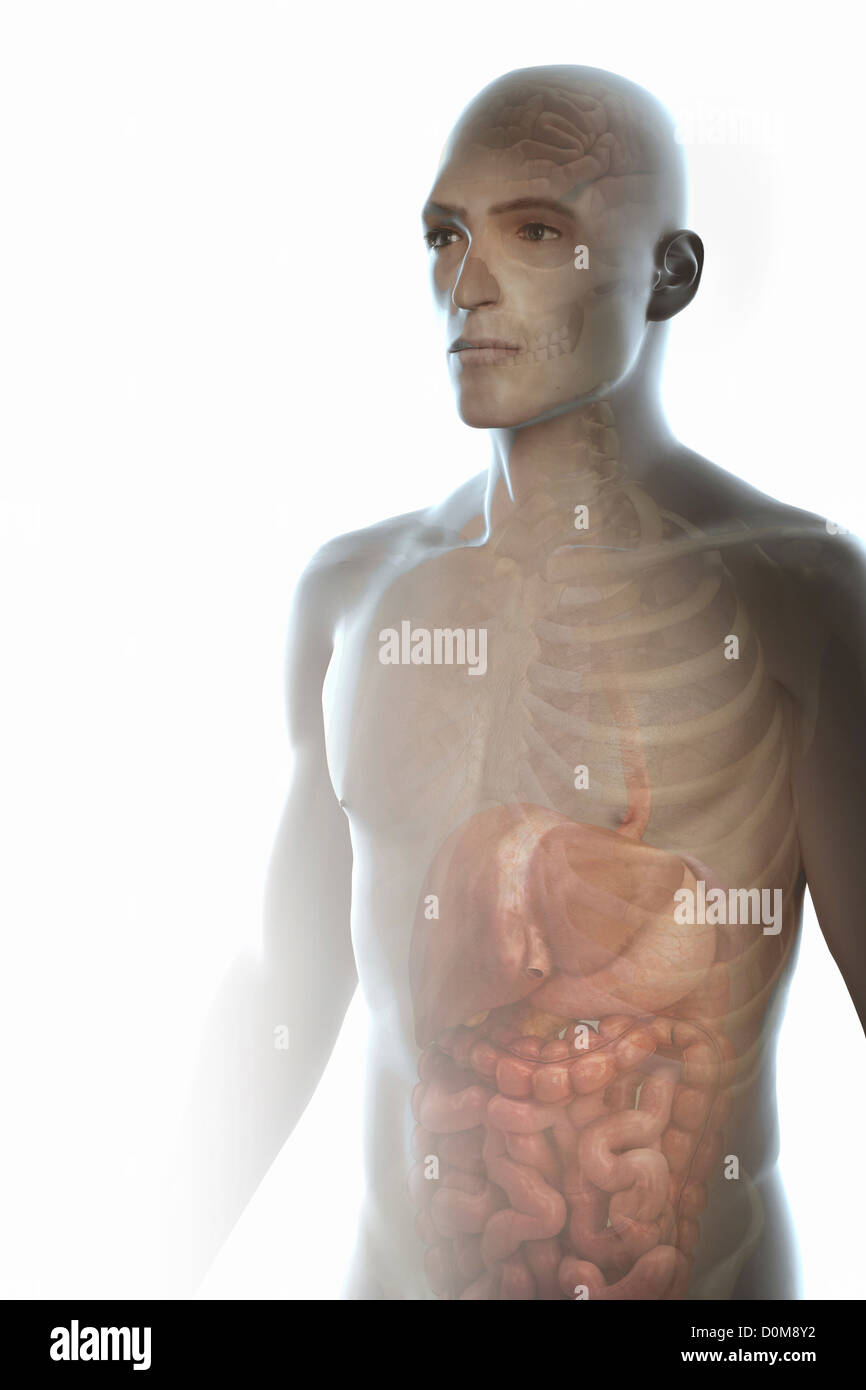 Three-quarter view of the male trunk with the digestive system ...