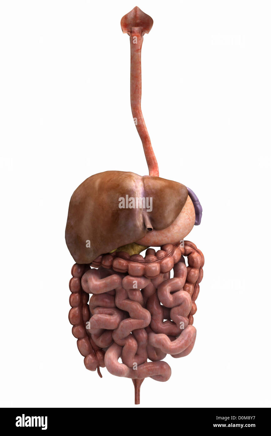 Front view of the organs of the digestive system Stock Photo - Alamy