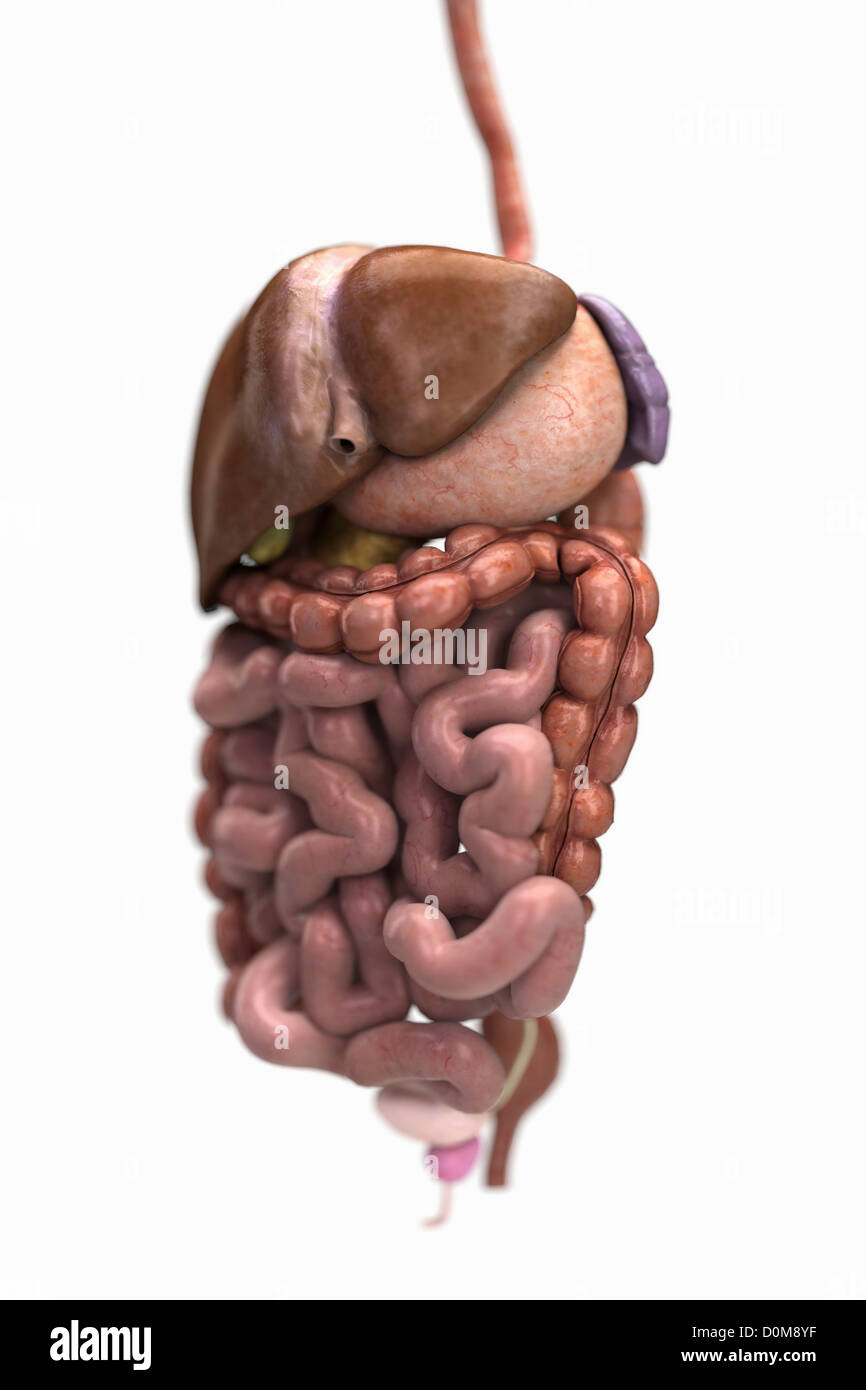 Real Human Digestive System