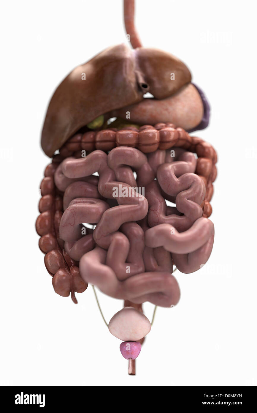 Human digestive system organs hi-res stock photography and images - Alamy
