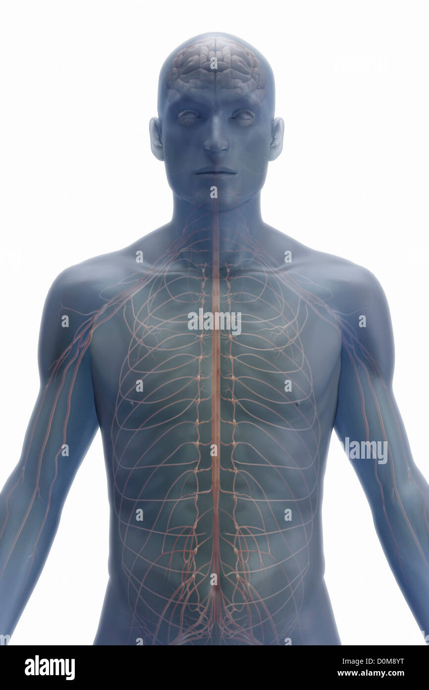 Stylized front view of the nerves of the upper body. The brain is also ...