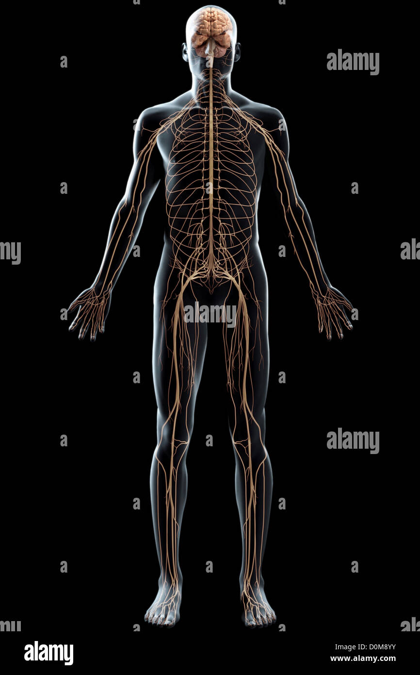 Full body view of the male nervous system and brain Stock Photo - Alamy