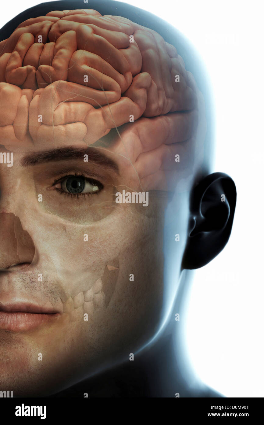 Close-up of a male face with skull and brain visible Stock Photo - Alamy