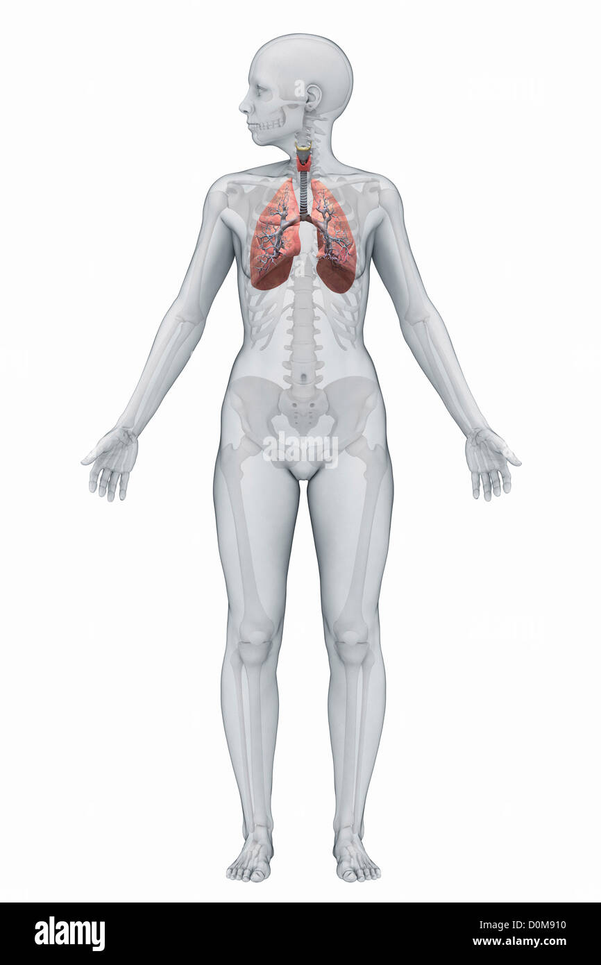 Human lungs highlighted within a female figure (front view). The ...