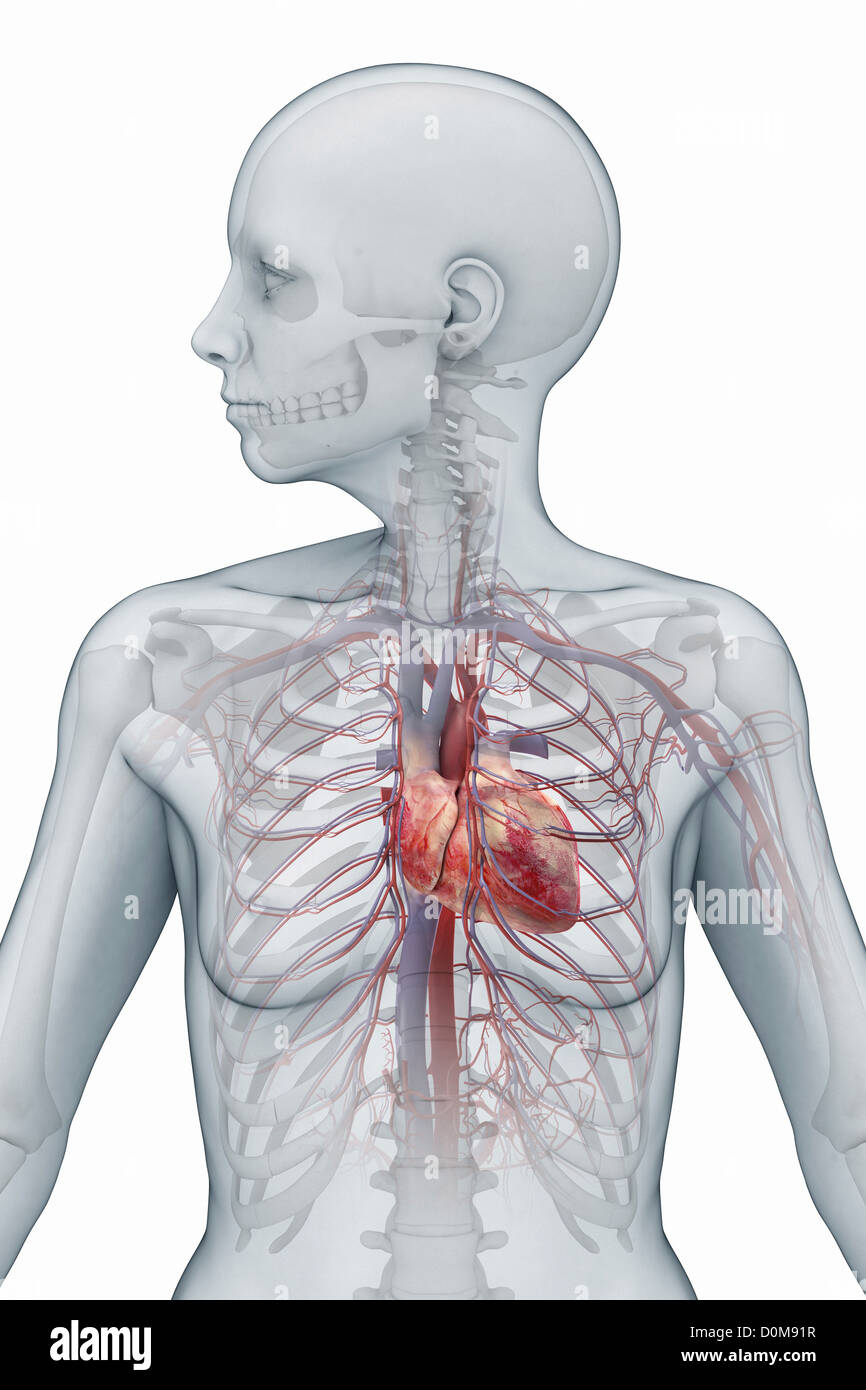The cardiovascular system (female) of the upper body viewed from the ...