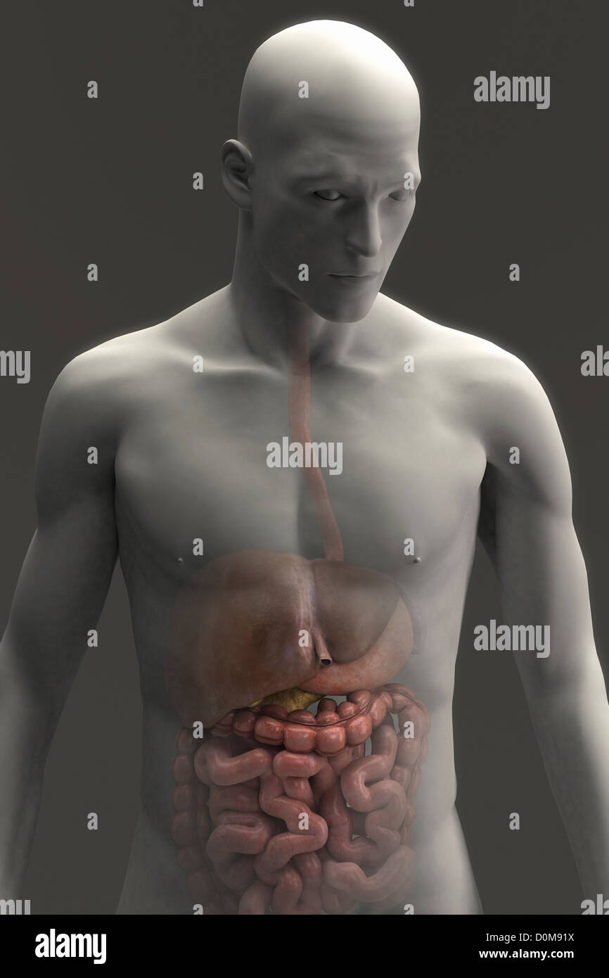 The digestive system (male) viewed from the front Stock Photo - Alamy