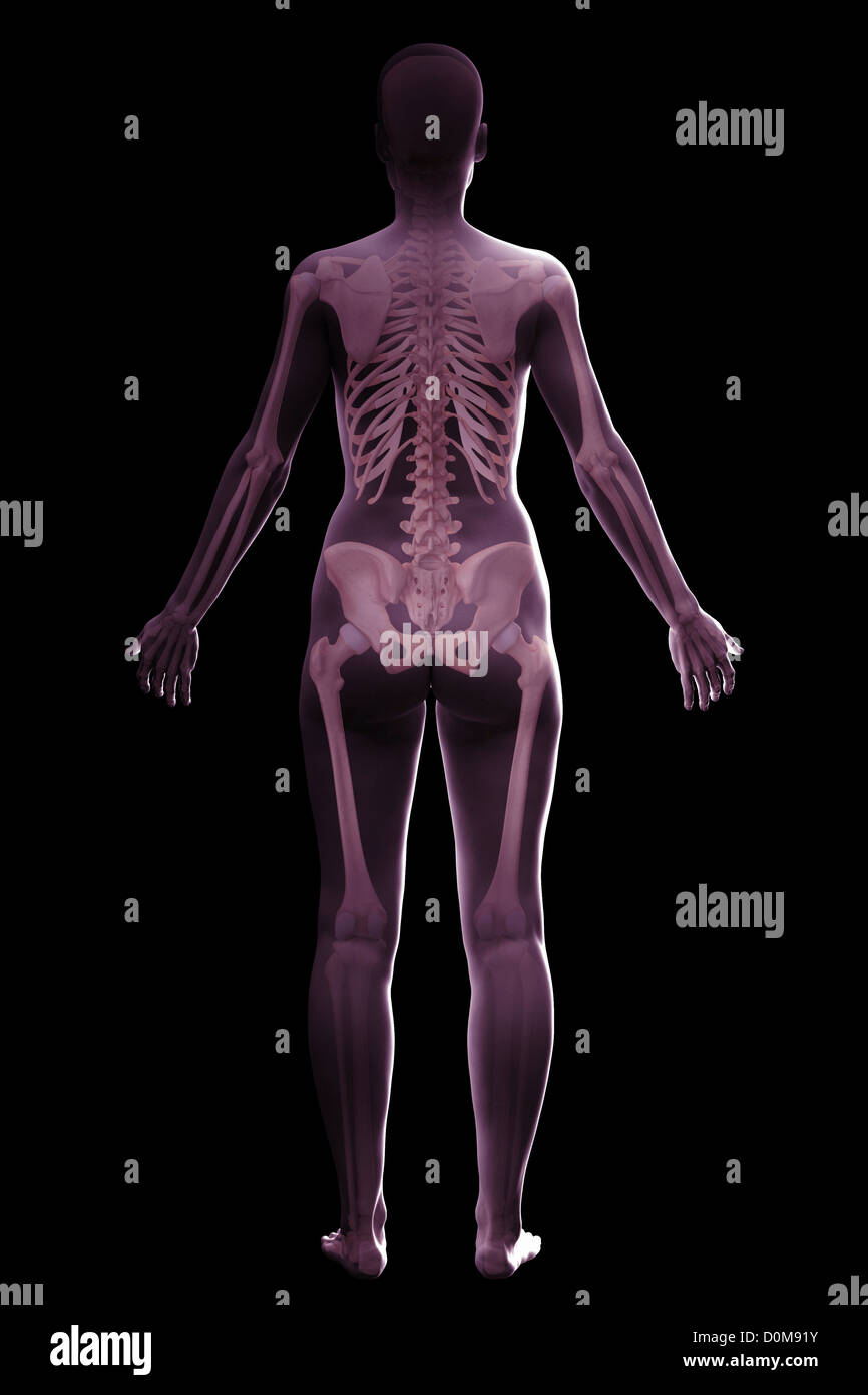 The skeletal system (female) of the full body viewed from the rear ...