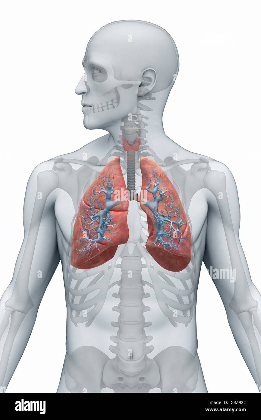 Human lungs highlighted within a male figure (front view). The skeleton ...