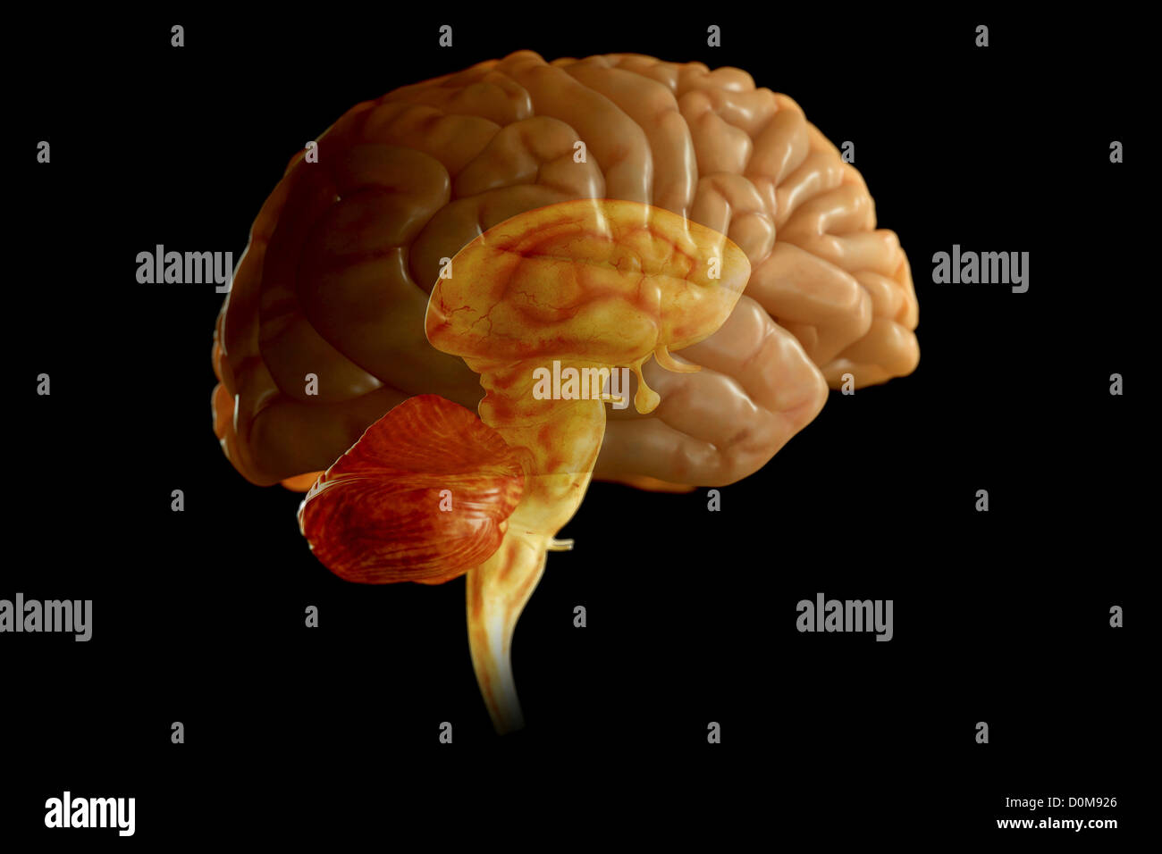 Midbrain hi-res stock photography and images - Alamy