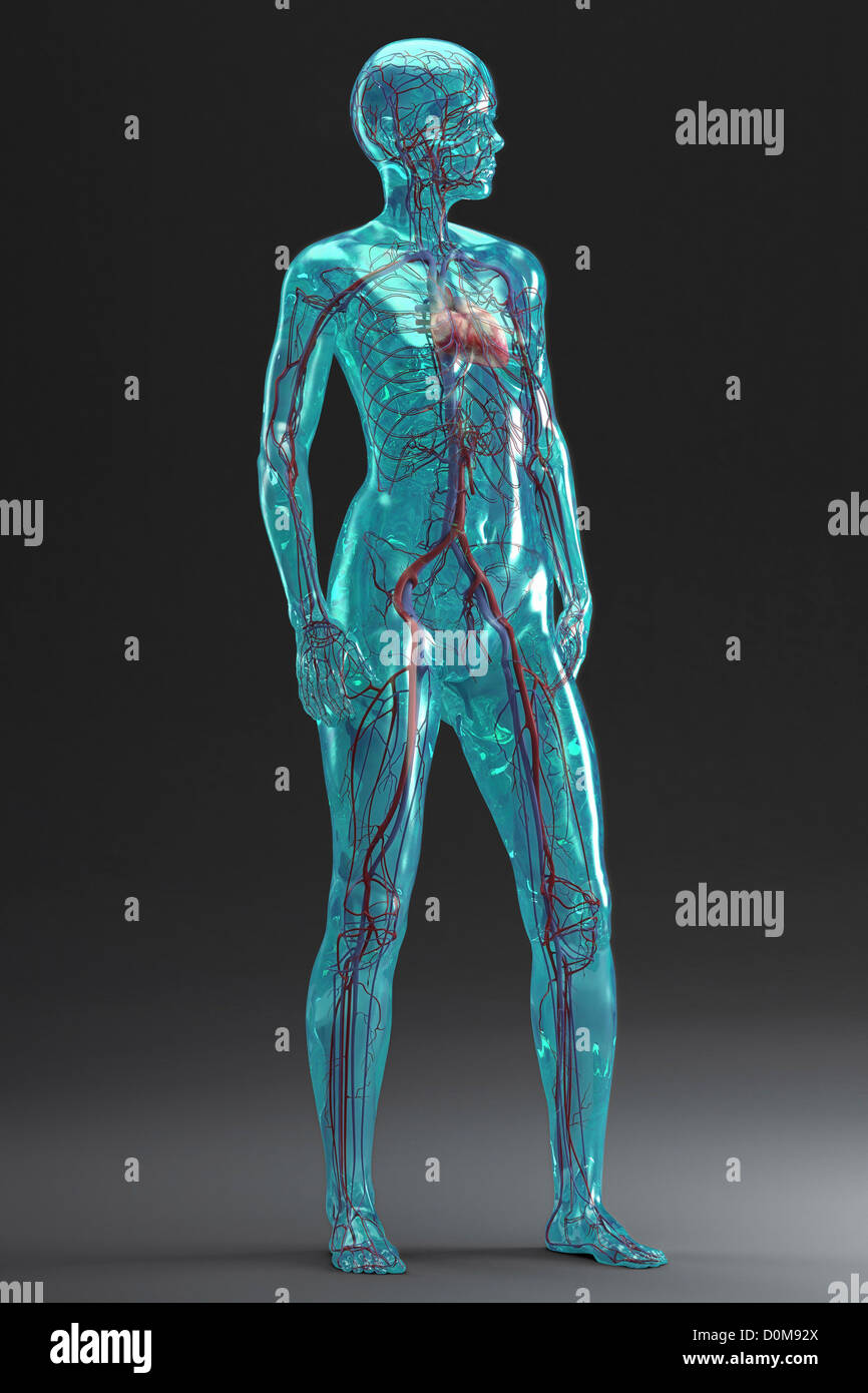 The cardiovascular system (female) of the full body viewed from a three ...