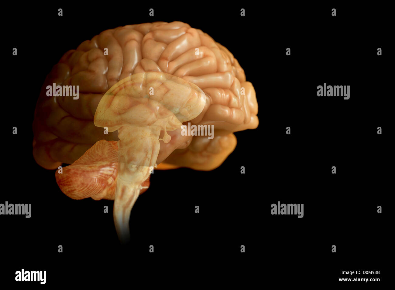 Human brain isolated which is transparent showing the midbrain and ...