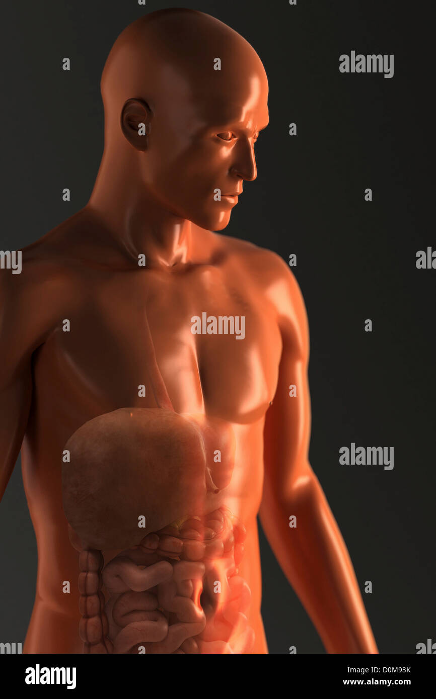 Human digestive system within a stylized orange male figure Stock Photo ...