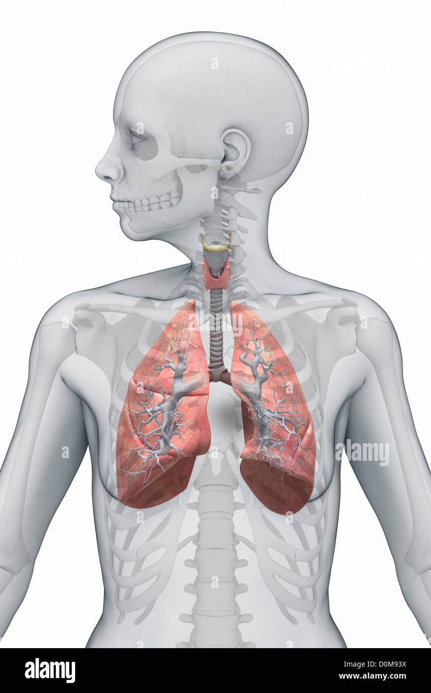 Human lungs highlighted within a female figure (front view). The ...