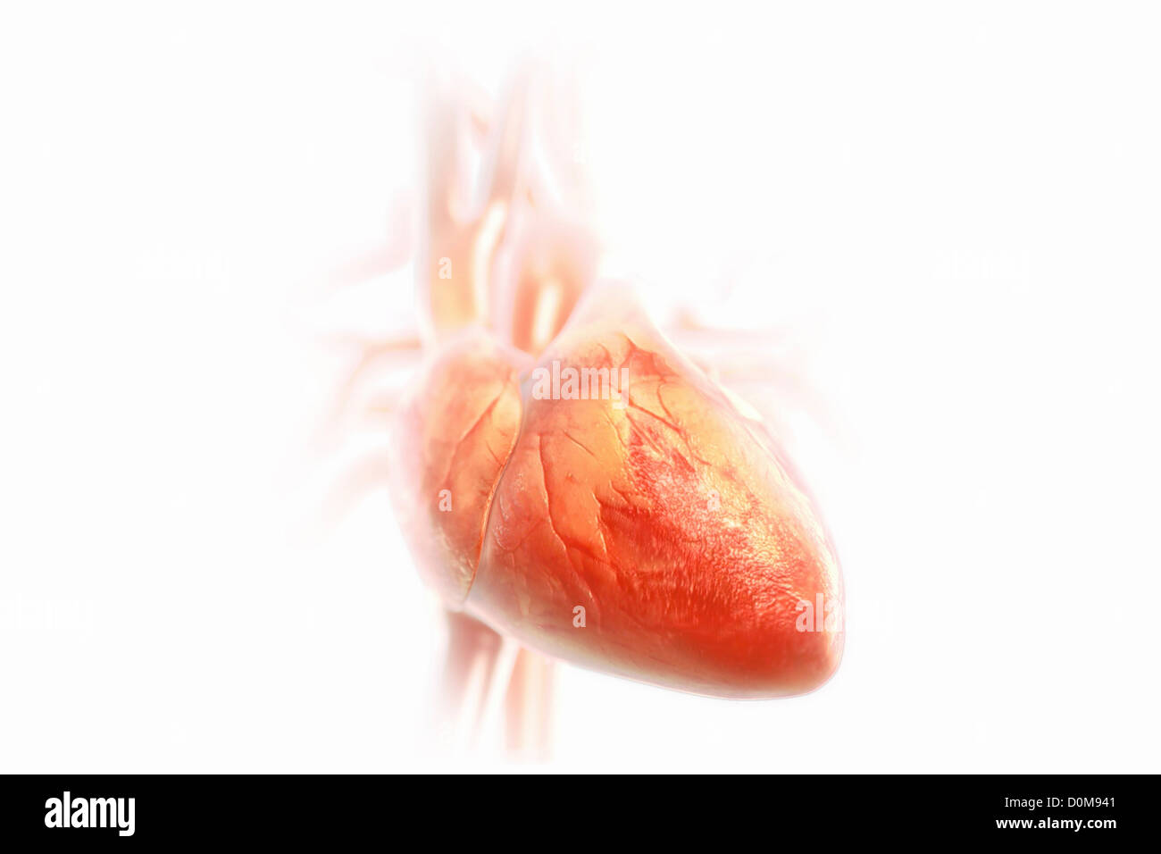 Human heart viewed from the front Stock Photo - Alamy