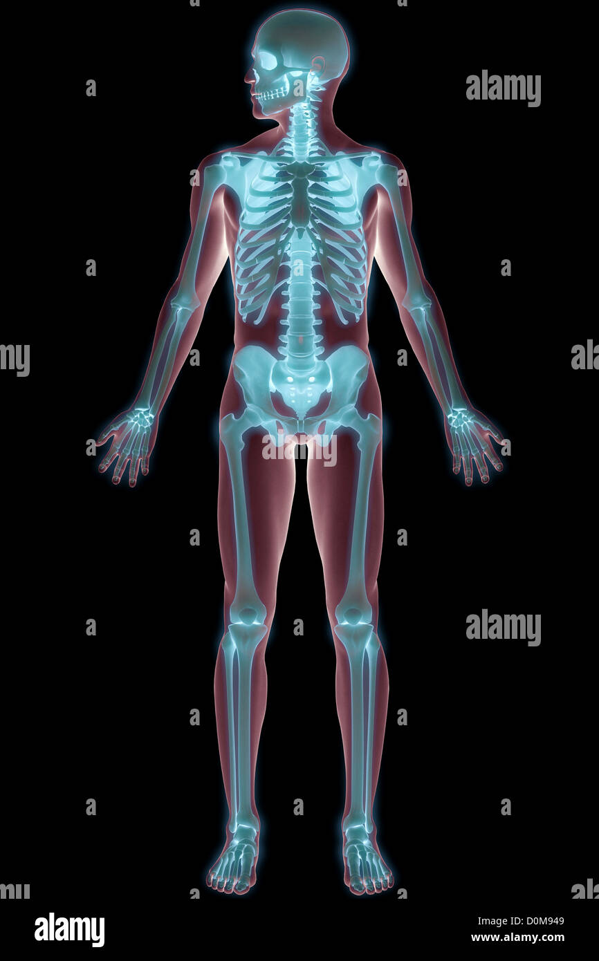 Stylized human skeleton (male) viewed from the front Stock Photo - Alamy