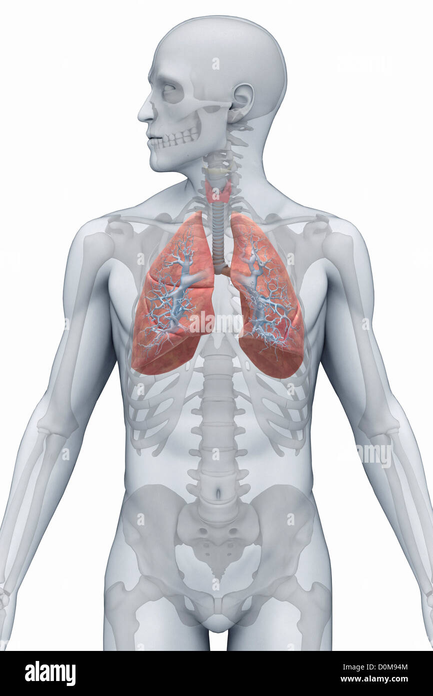 Human lungs highlighted within a male figure (front view). The skeleton ...