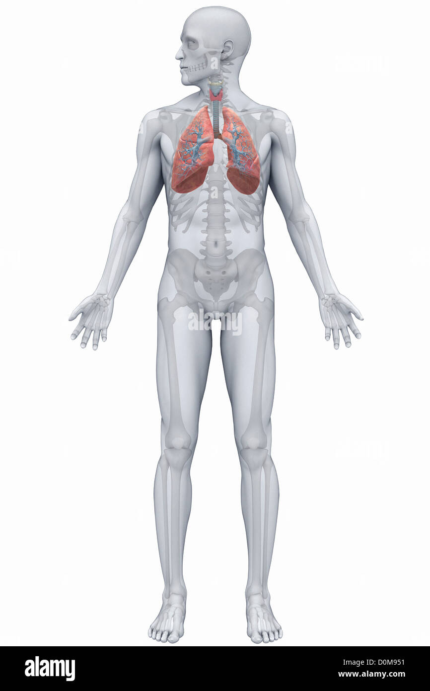 Human lungs highlighted within a male figure (front view). The skeleton ...