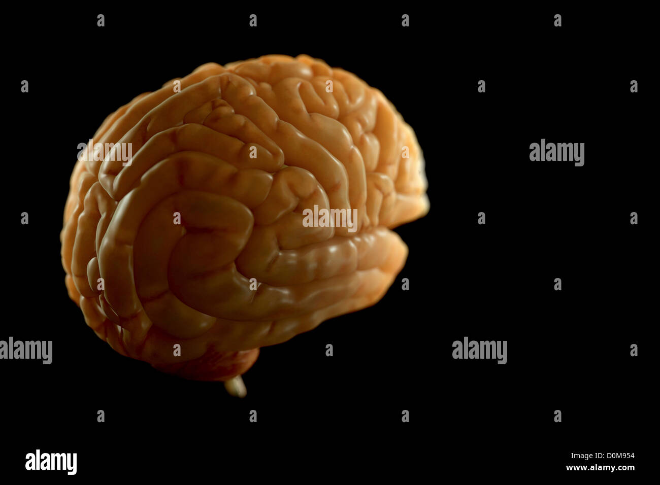 Human brain isolated viewed from a rear three-quarter view Stock Photo ...