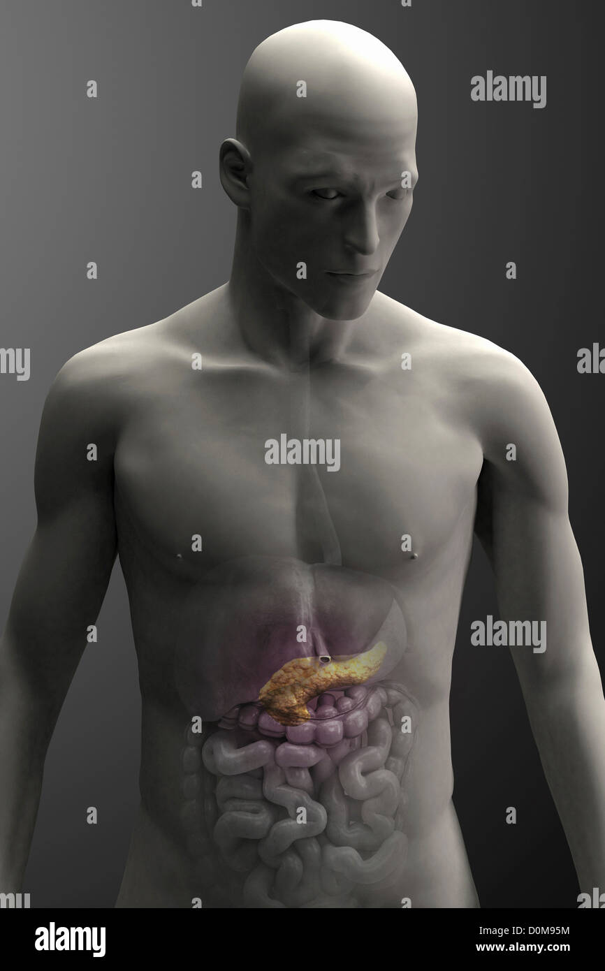 Human pancreas highlighted within a male figure (front view Stock Photo ...