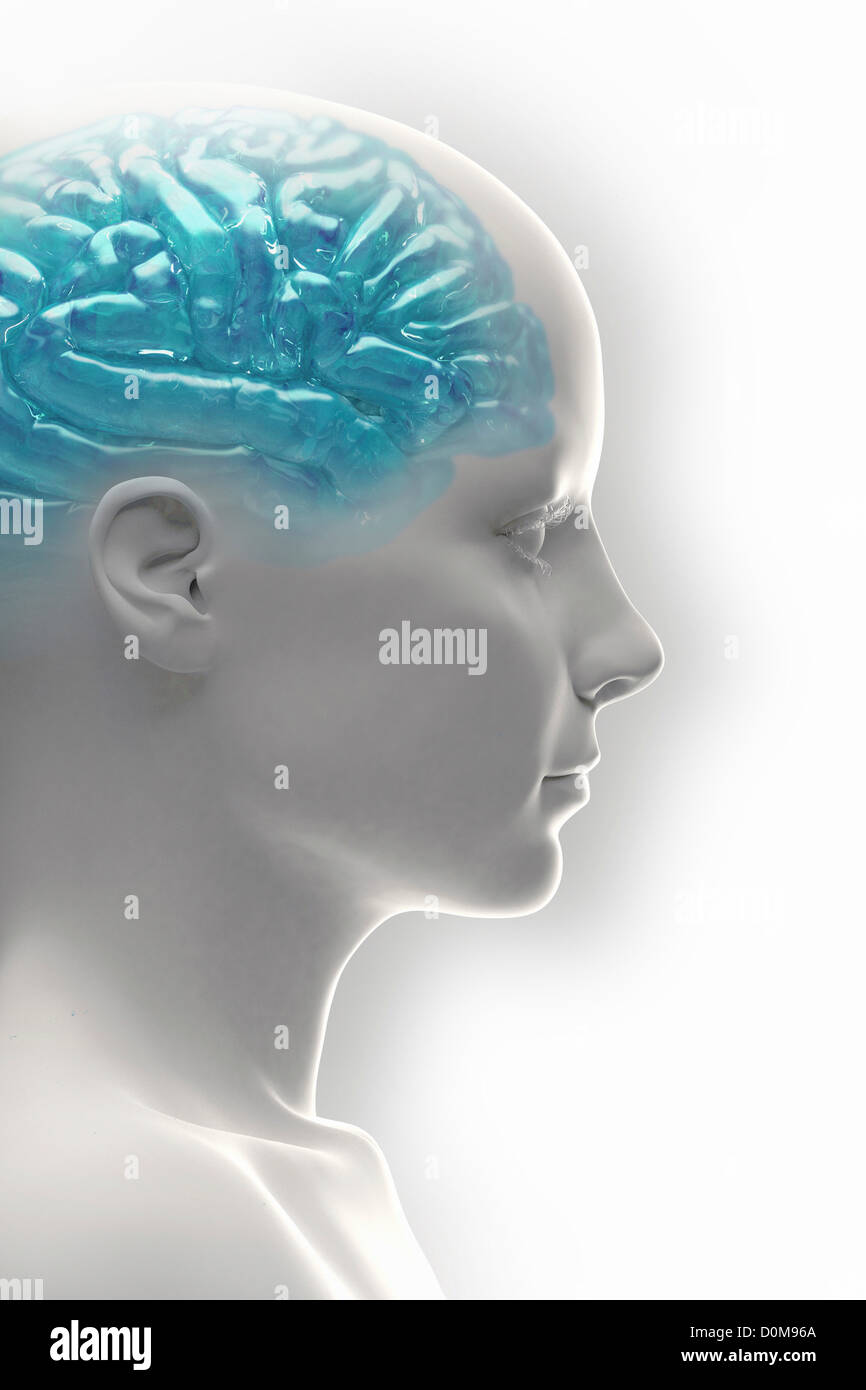 Human android with brain viewed from the side Stock Photo - Alamy