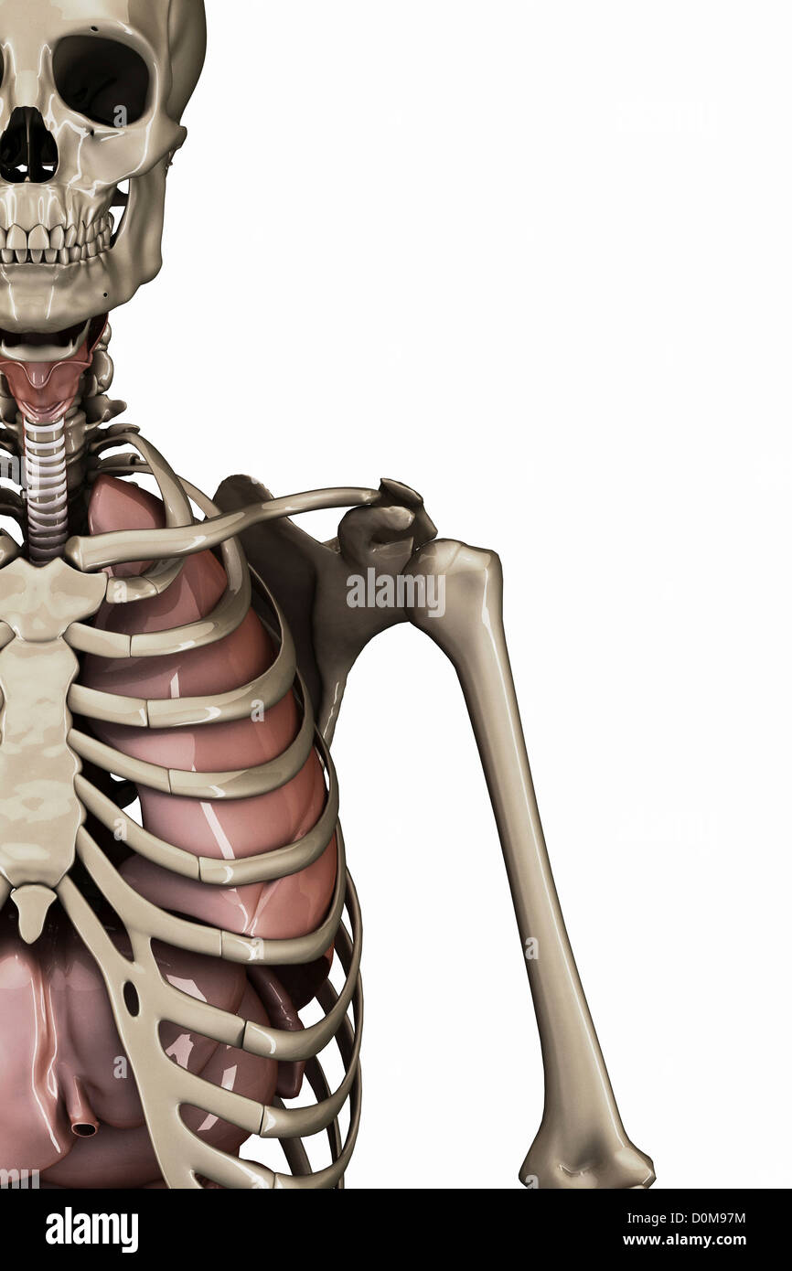 Metallic human skeleton and organs of the trunk viewed from the front ...
