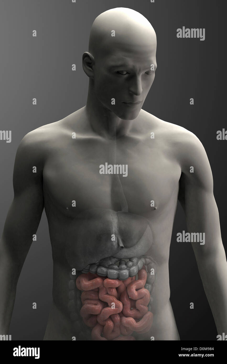 Small intestine highlighted within a male figure (front view Stock ...