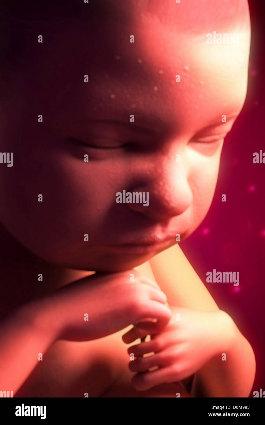 6 month fetus hi-res stock photography and images - Alamy