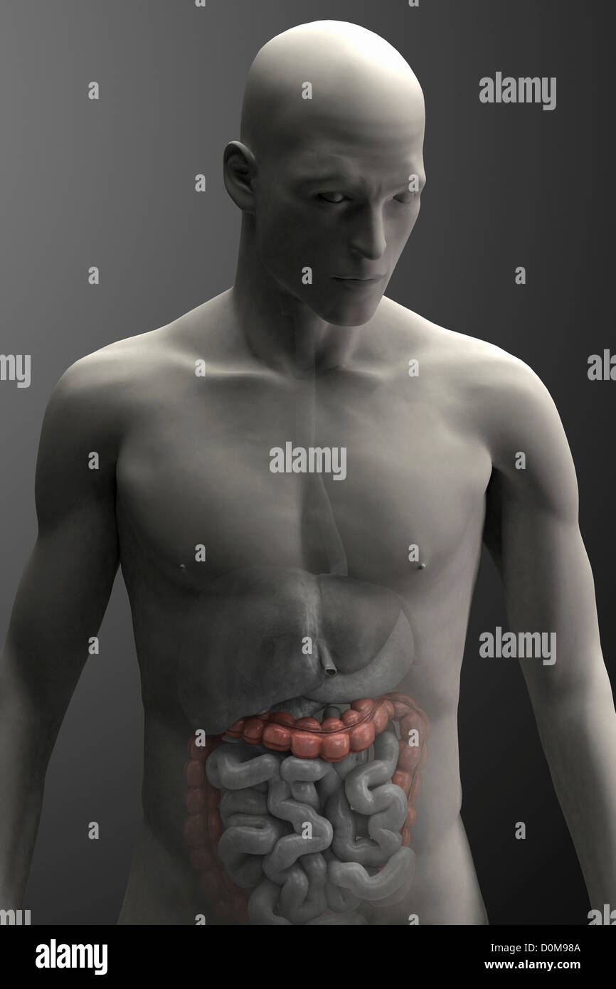 Large intestine highlighted within a male figure (front view Stock ...