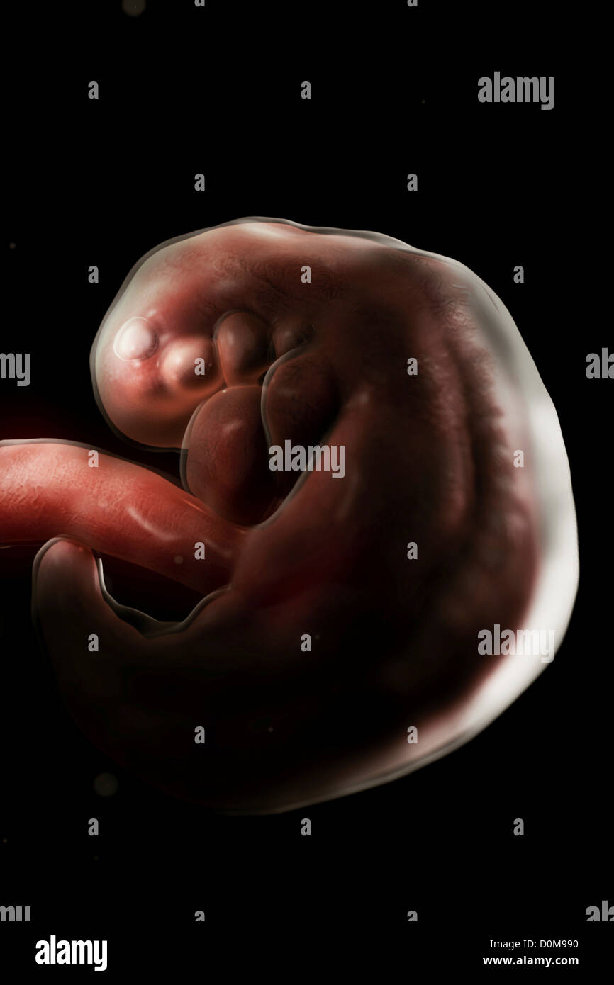 Fetus in utero fetal development hi-res stock photography and images ...