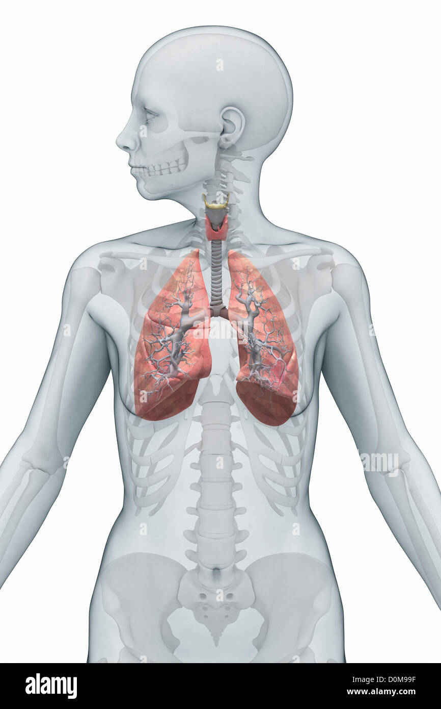 Human lungs highlighted within a female figure (front view). The ...
