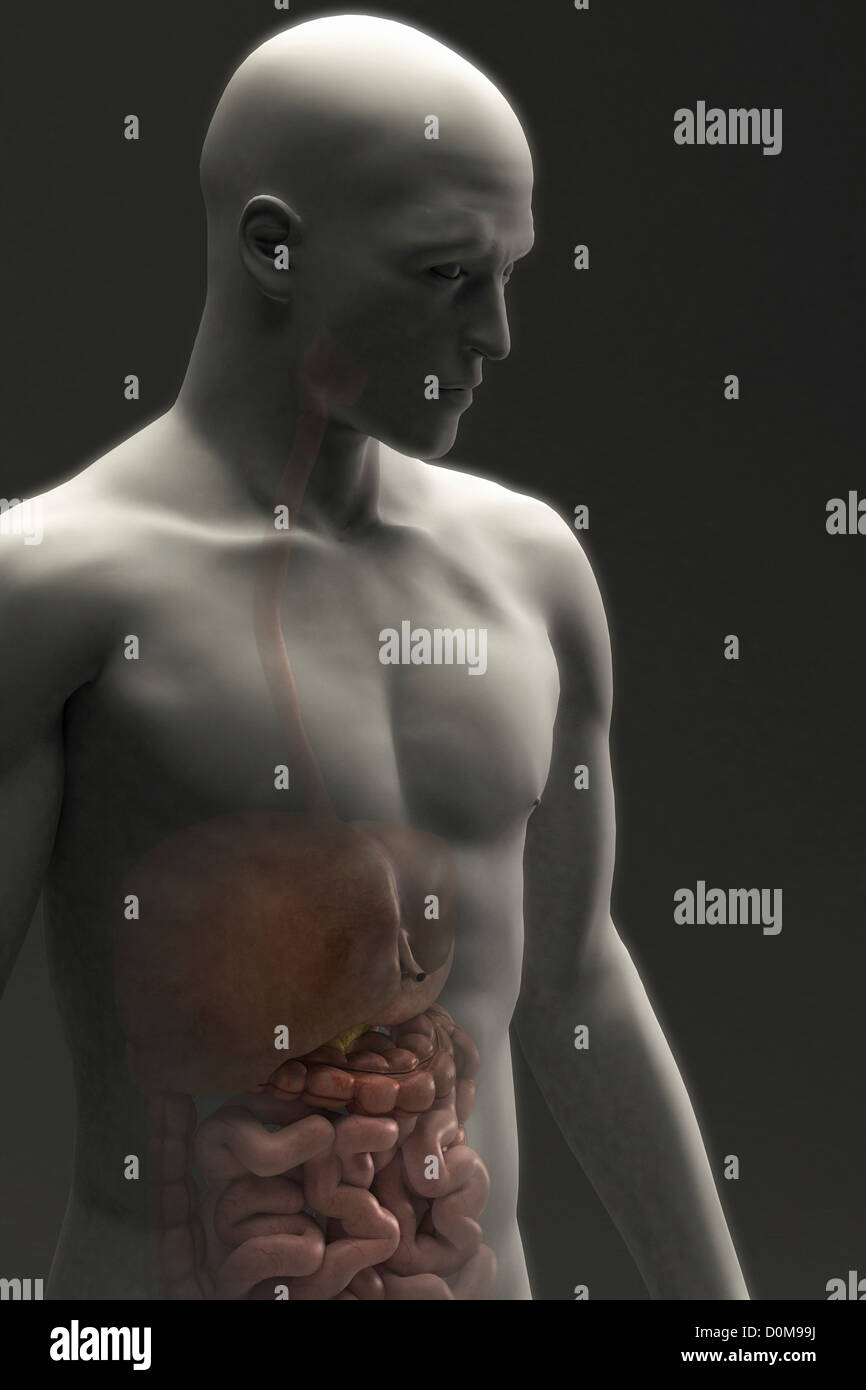 The digestive system (male) viewed from a three quarter view Stock ...