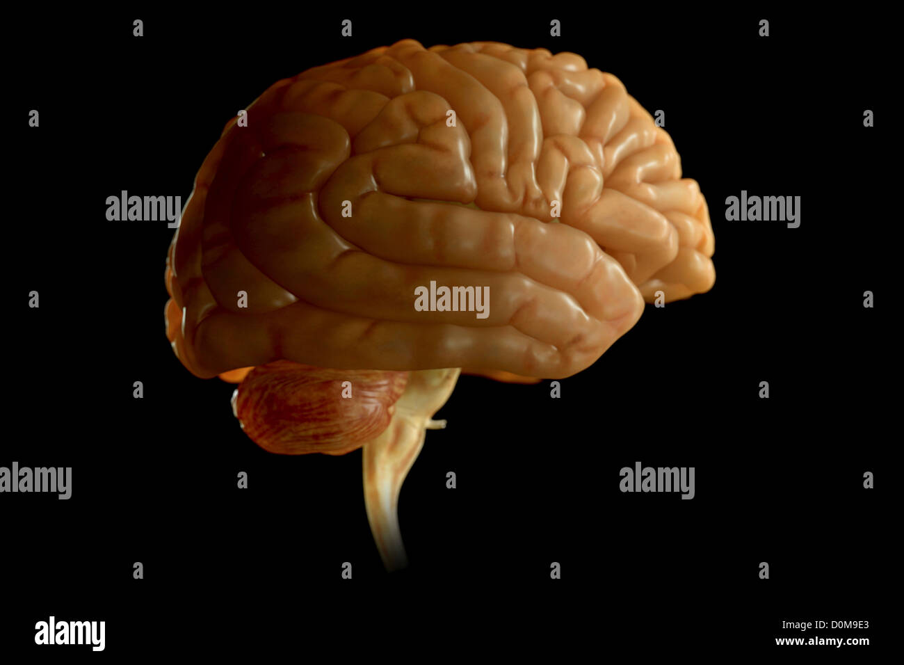 Human brain isolated and viewed from the side Stock Photo - Alamy